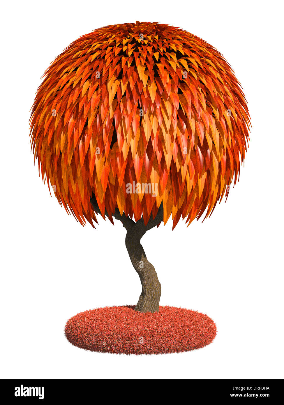 Autumn Single Tree Isolated on White Background Stock Photo - Alamy