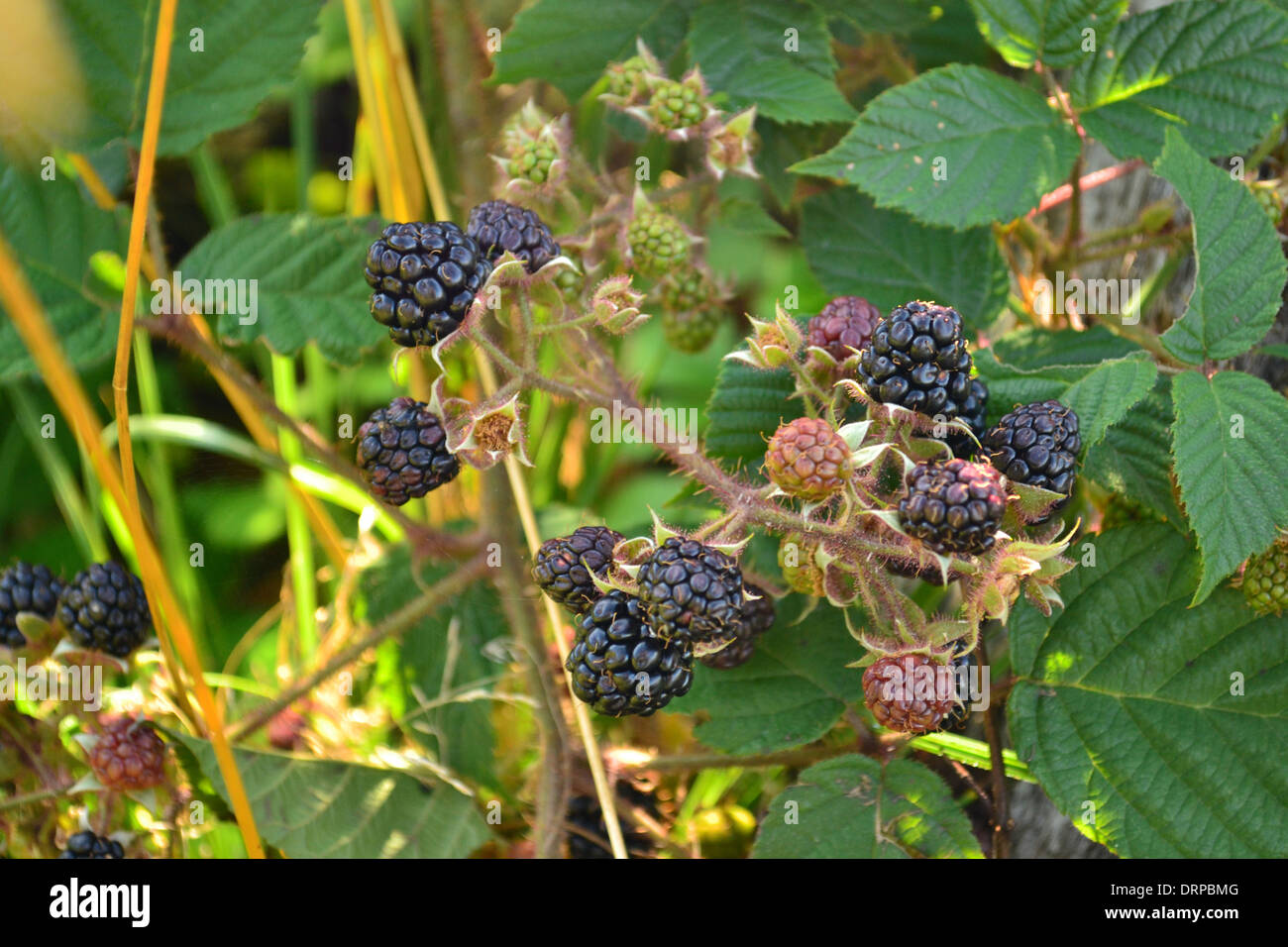 Blackberry blackberries on vine hi-res stock photography and images - Alamy