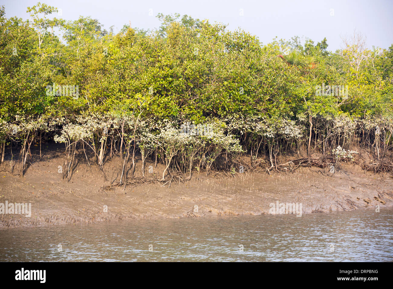 Mangroves in the Sunderbans, Ganges, Delta, India, the area is very low ...