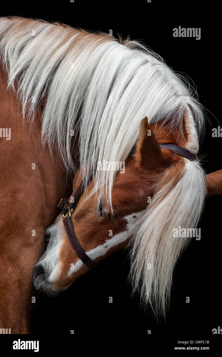 Finnish Universal stallion bows his head to scratch his shoulder in an ...