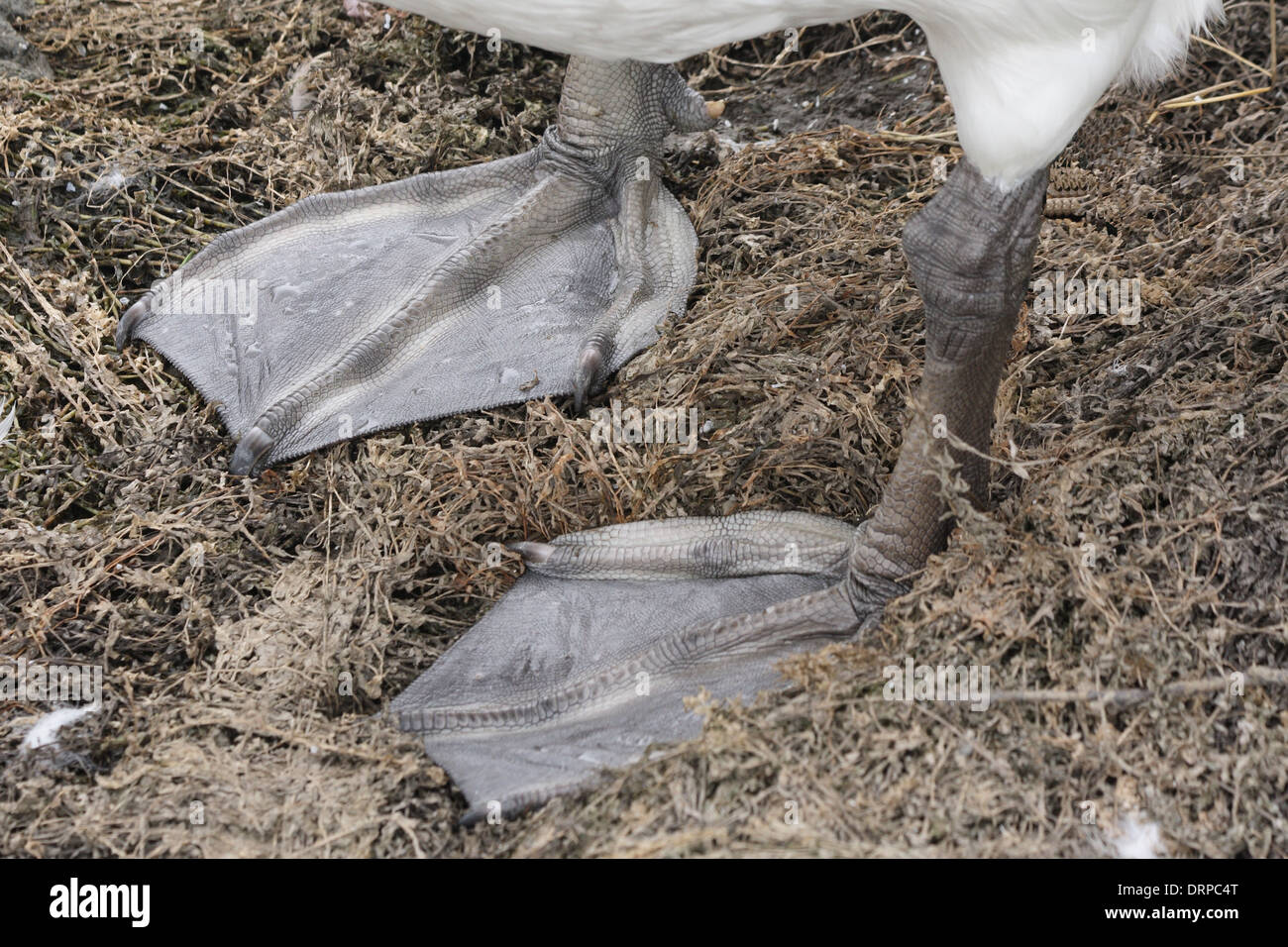 Swan feet hi-res stock photography and images - Alamy