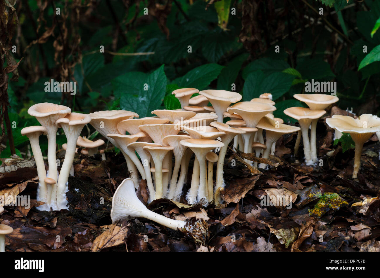 Funnel leaf hi-res stock photography and images - Alamy
