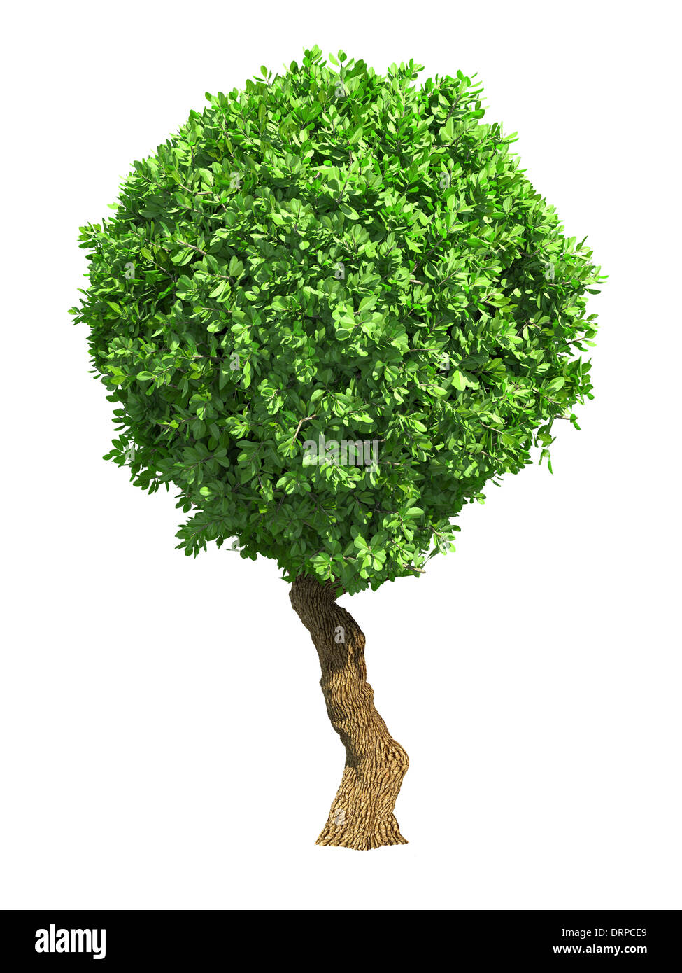 Green Round Tree Isolated on White Background Stock Photo - Alamy