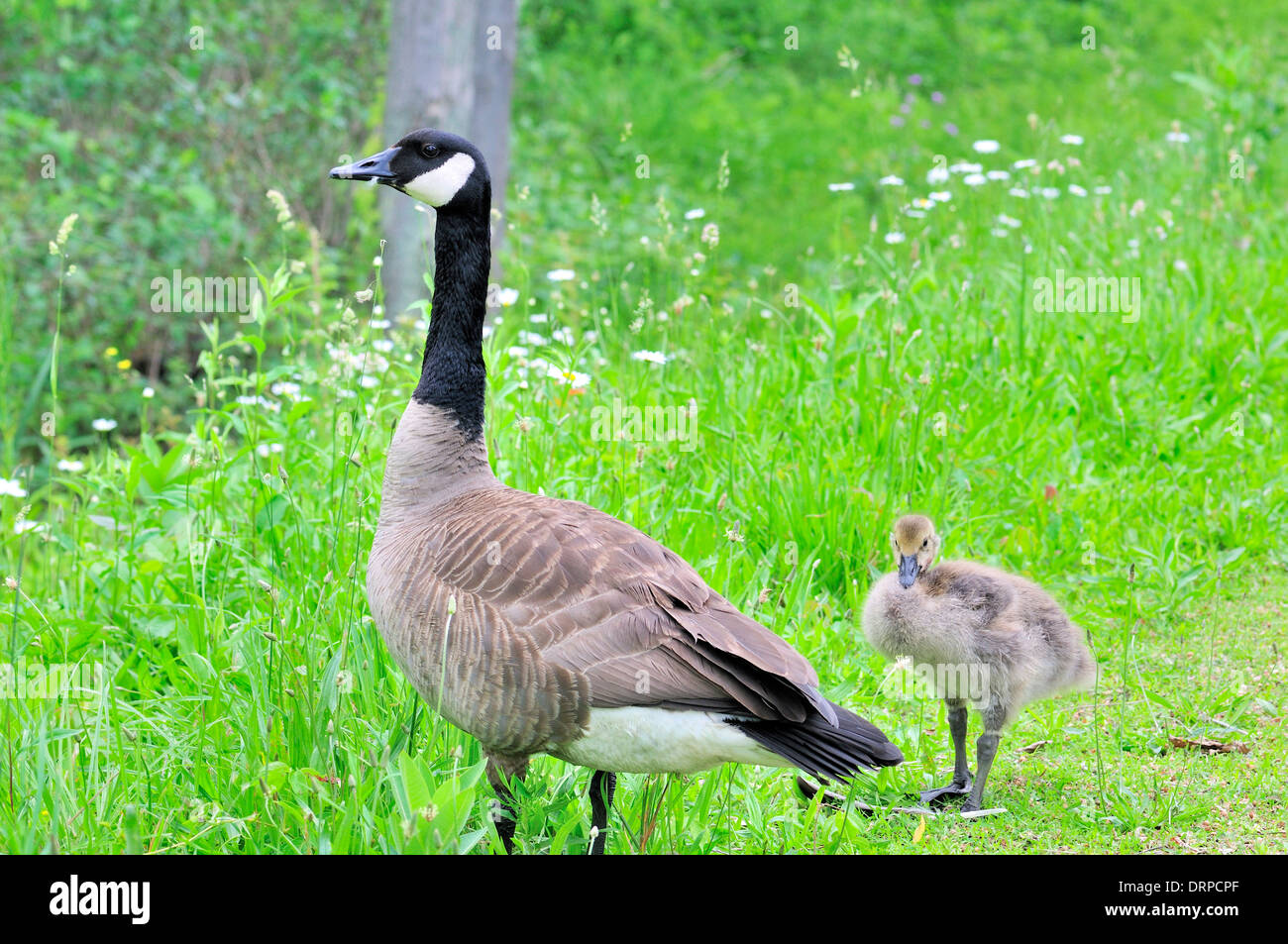 Goose swamp hi-res stock photography and images - Alamy