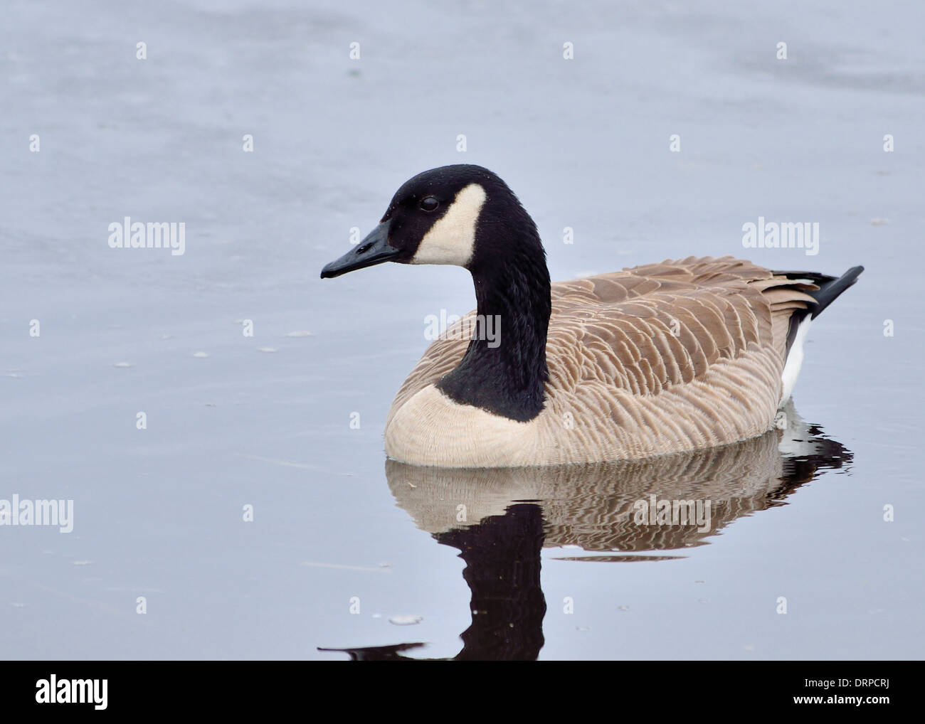 Cackling goose hi-res stock photography and images - Alamy