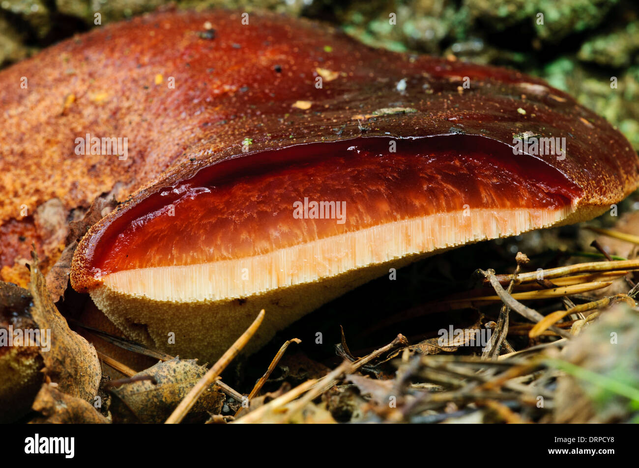 Beefsteak Fungus (Fistulina hepatica) with a section cut away to show ...