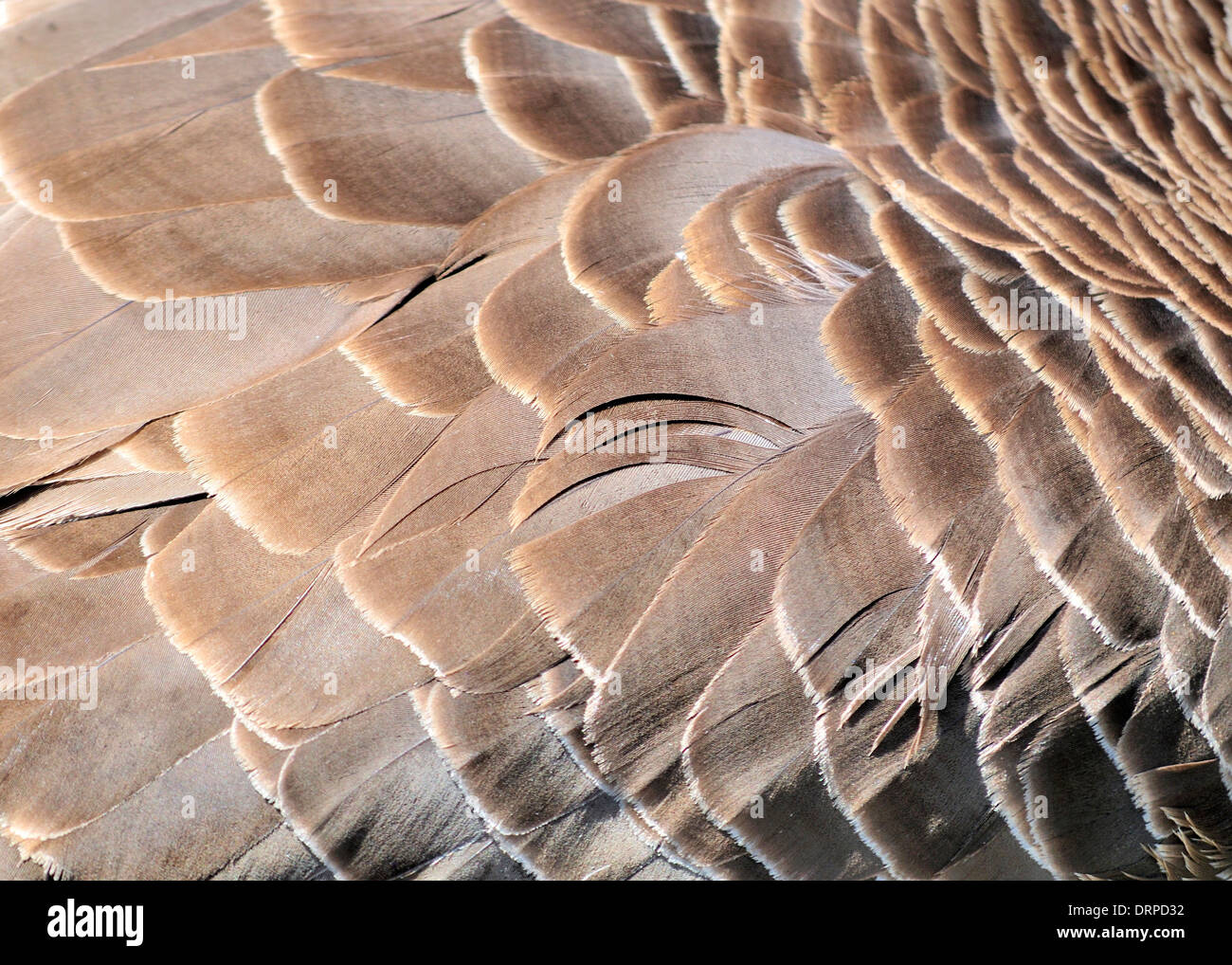 Background feathers of the back of a Canada Goose Stock Photo - Alamy