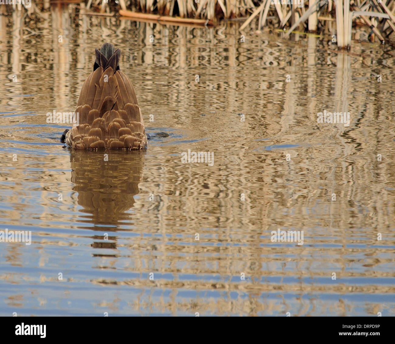 Canada Goose under water feeding in a marsh Stock Photo - Alamy