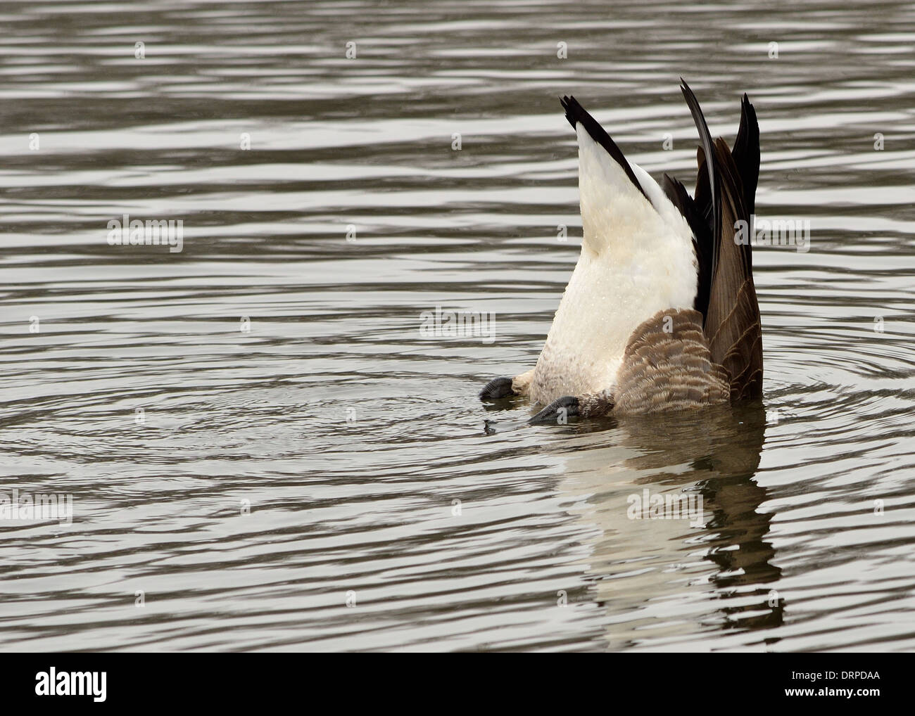 A Canada goose under water feeding on lake bottom vegetation Stock ...