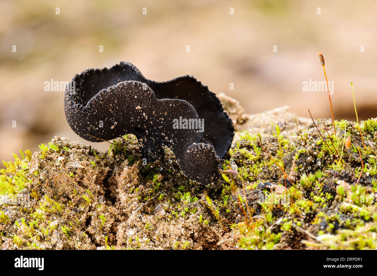 Black Saddle (Helvella corium) fruiting body growing in sandy soil at ...