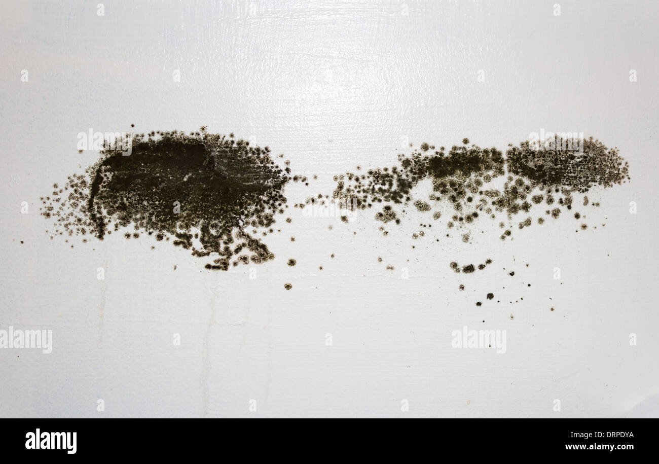 Mould closeup on a wall Stock Photo - Alamy