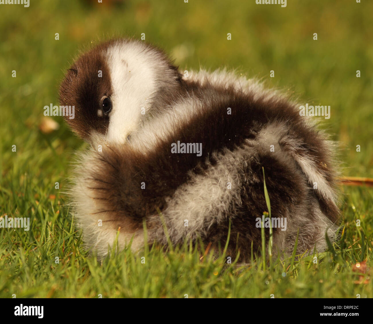 A baby Paradise Shelduck grooming and hiding its beak Stock Photo - Alamy