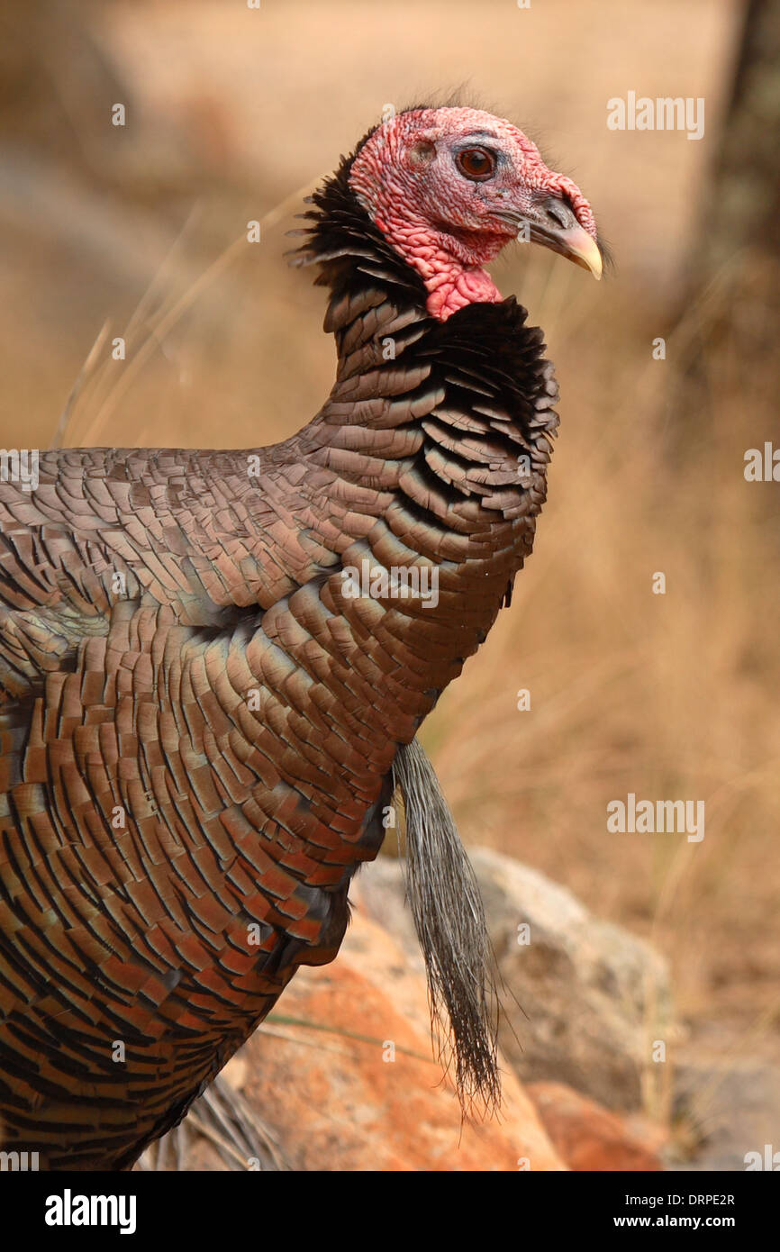 A Wild Turkey tom in spring breeding plumage Stock Photo - Alamy