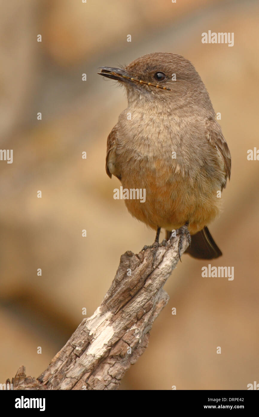 A Say's Phoebe perched with a dragonfly in it's beak Stock Photo - Alamy