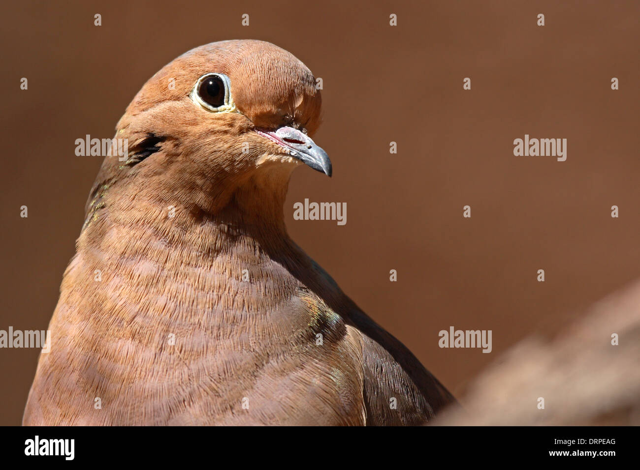 Dove look hi-res stock photography and images - Alamy