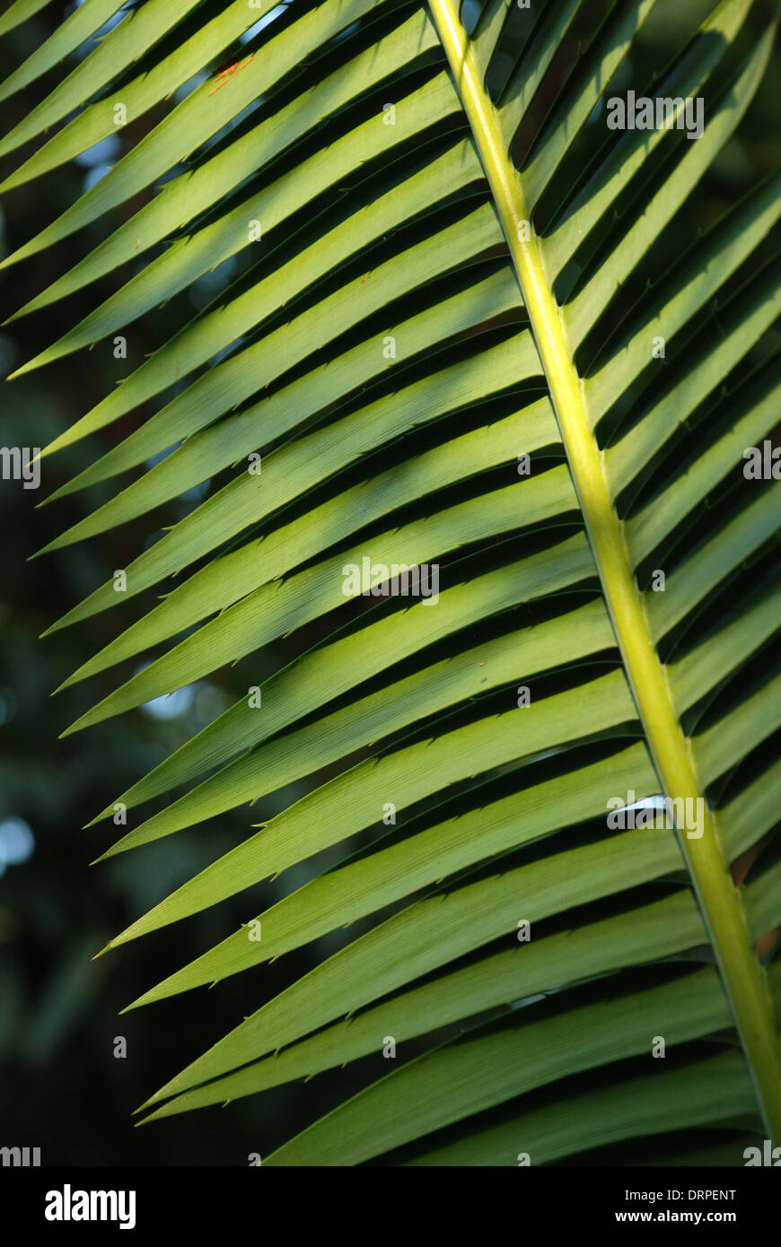 Plant to impress hi-res stock photography and images - Alamy