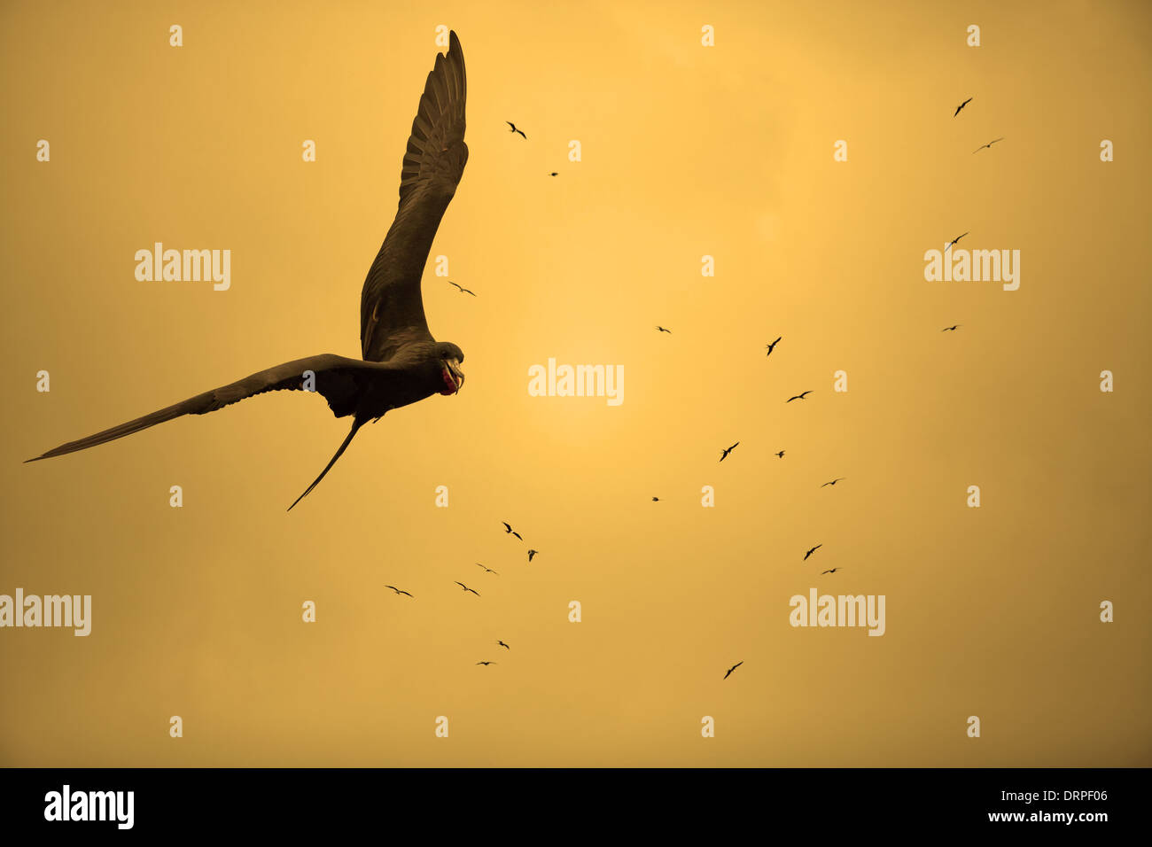 Birds in the sunset Stock Photo - Alamy