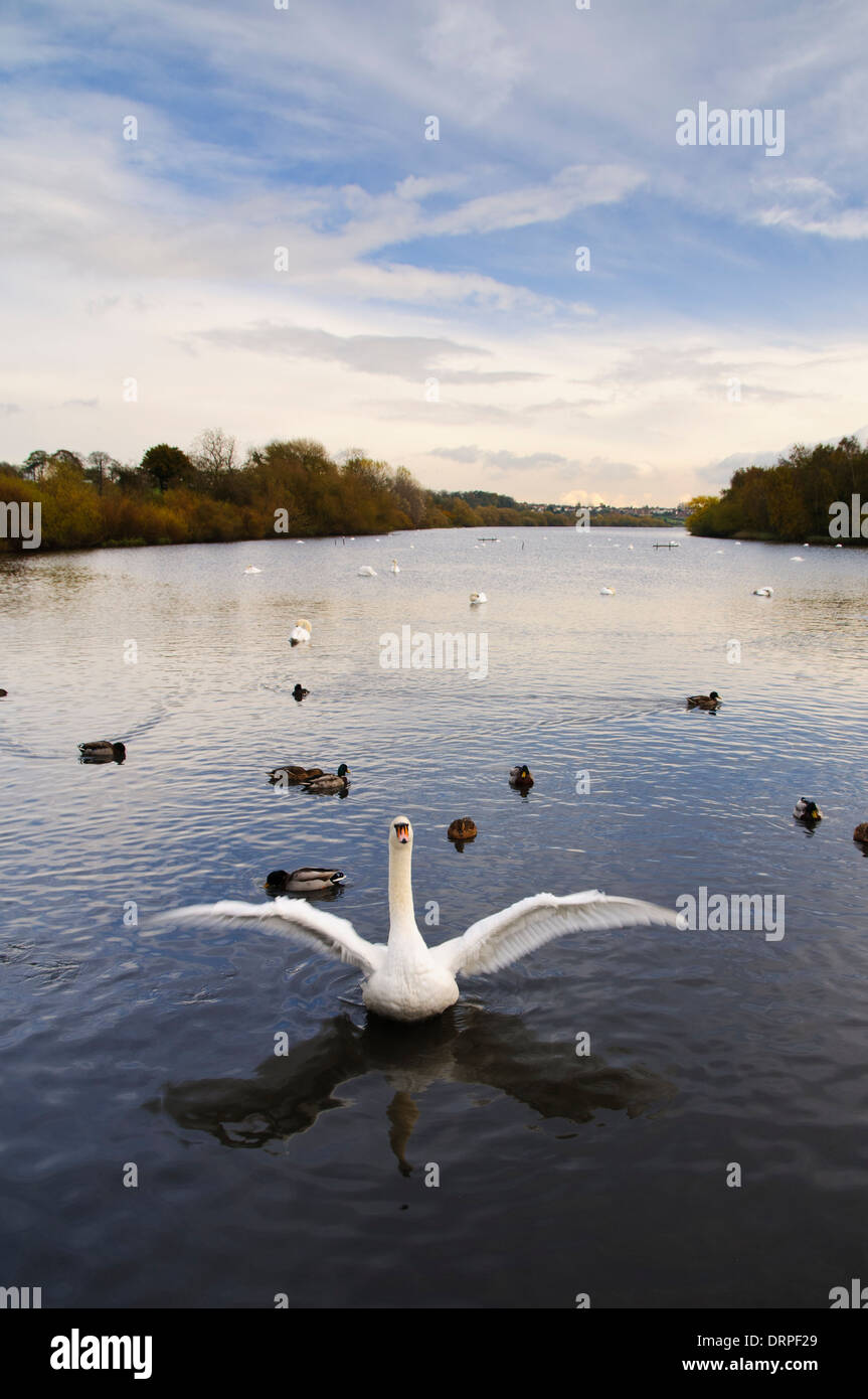 Adult Wing Flapping High Resolution Stock Photography and Images - Alamy