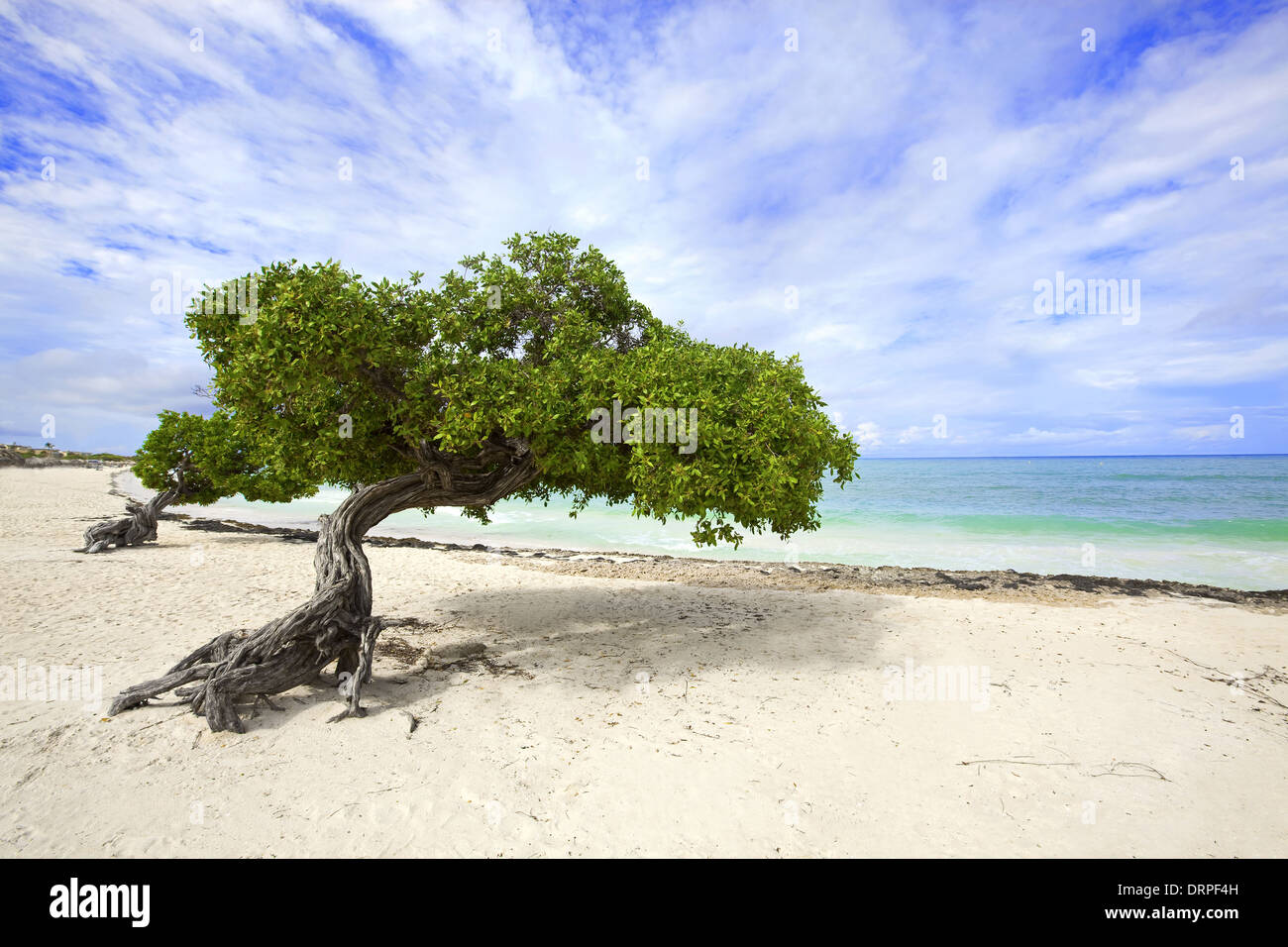 Divi divi tree hi-res stock photography and images - Alamy