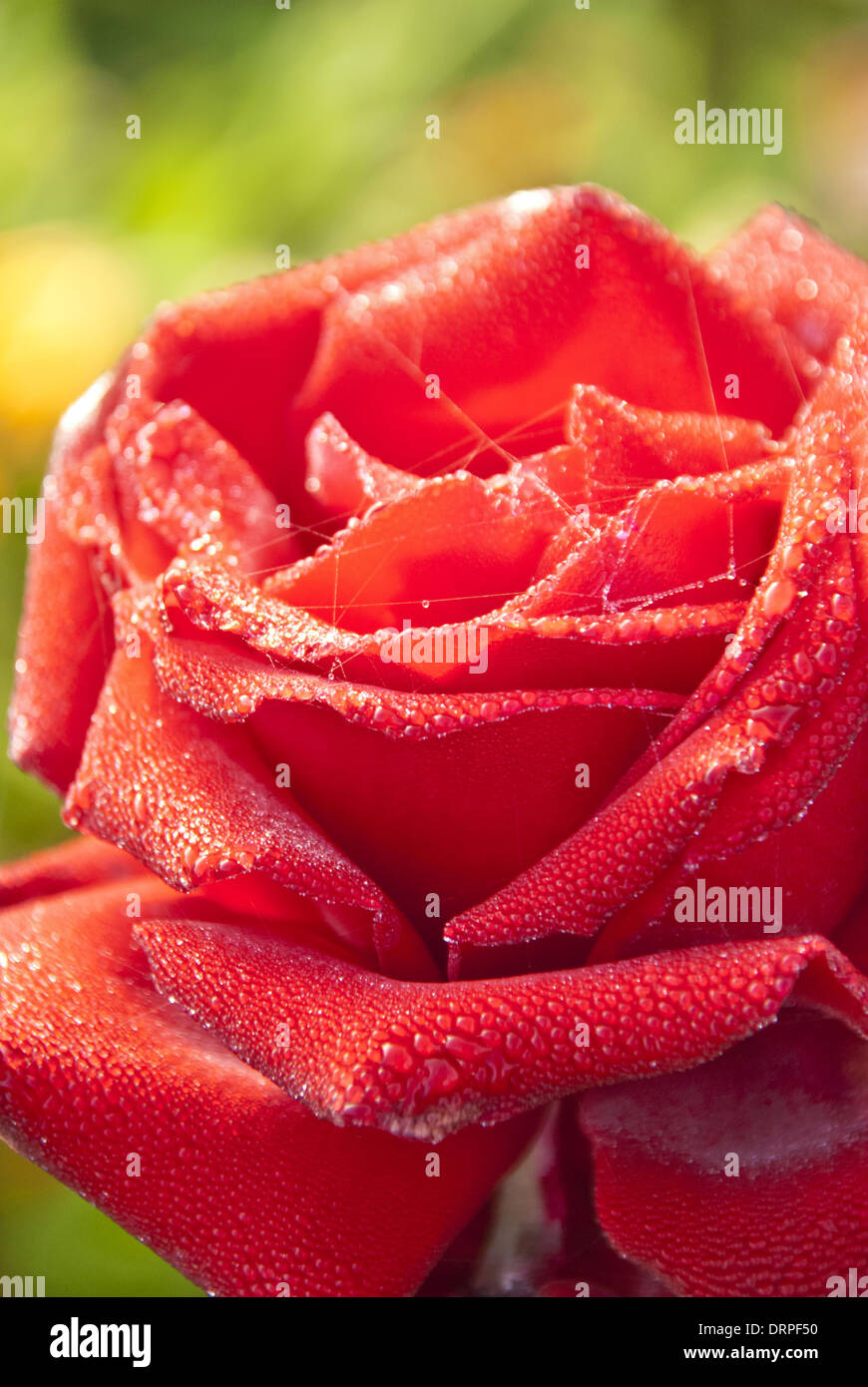 Flower garden in the morning Stock Photo - Alamy