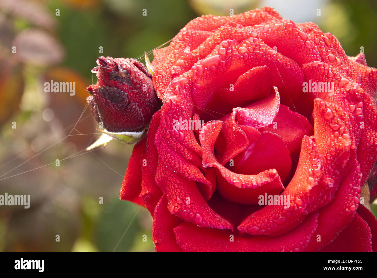 Flower garden in the morning Stock Photo - Alamy