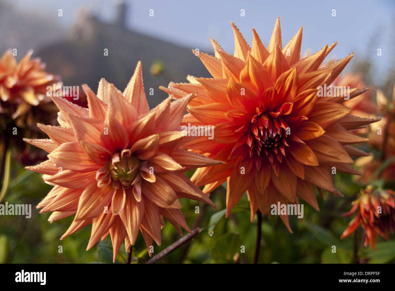 Flower garden in the morning Stock Photo - Alamy