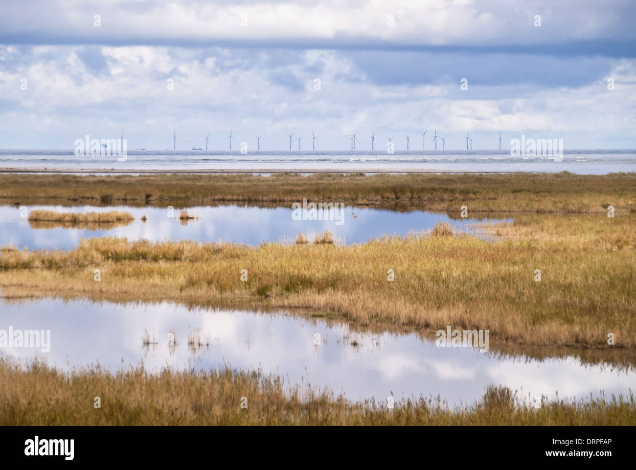 Coast of Darss, Germany Stock Photo - Alamy