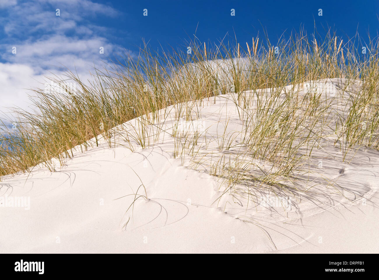 Coast of Darss, Germany Stock Photo - Alamy