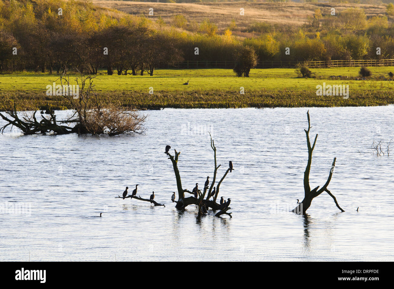 Partially dead tree hi-res stock photography and images - Alamy