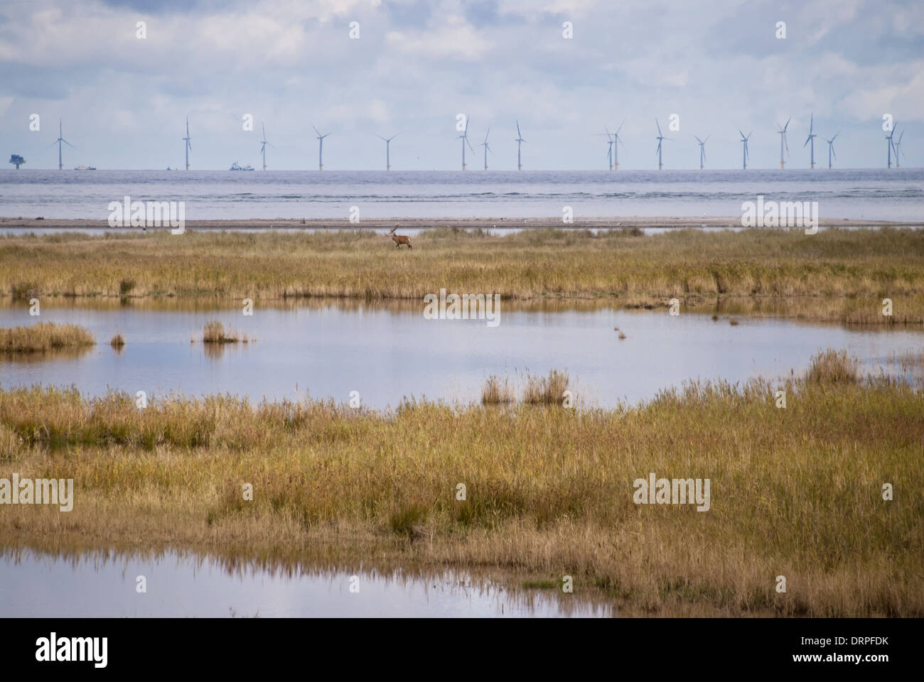Coast of Darss, Germany Stock Photo - Alamy
