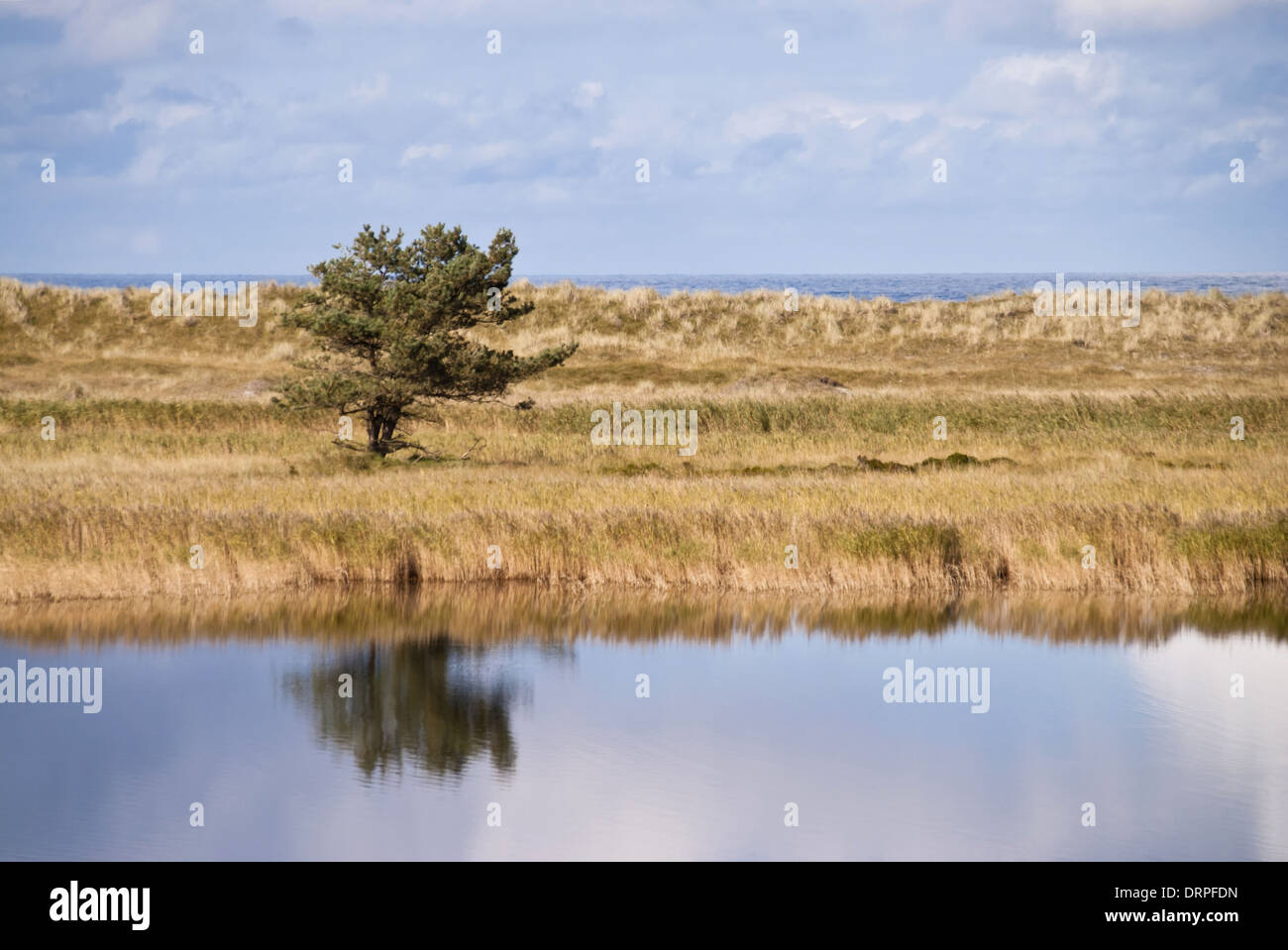 Coast of Darss, Germany Stock Photo - Alamy