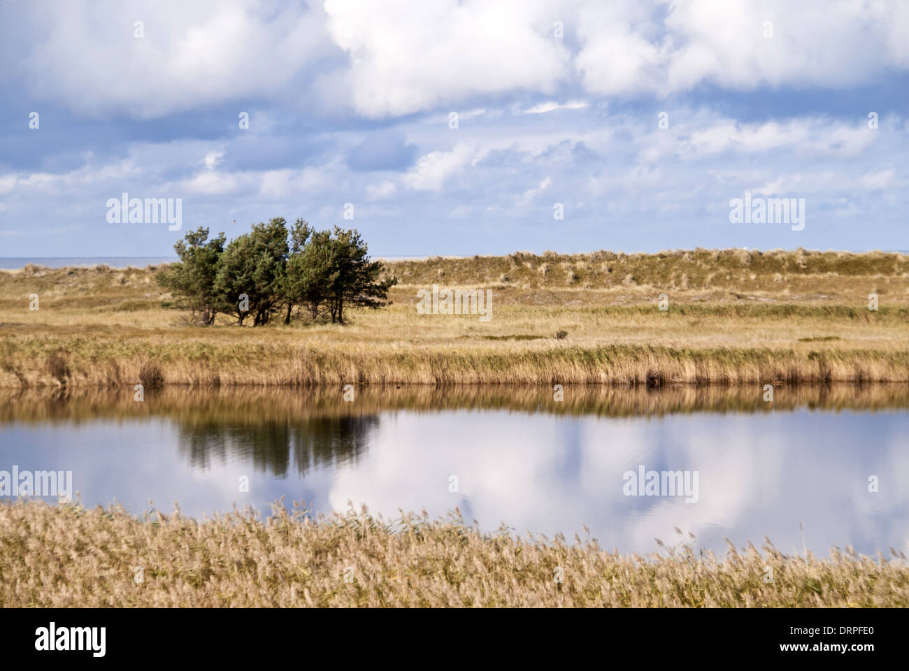 Coast of Darss, Germany Stock Photo - Alamy