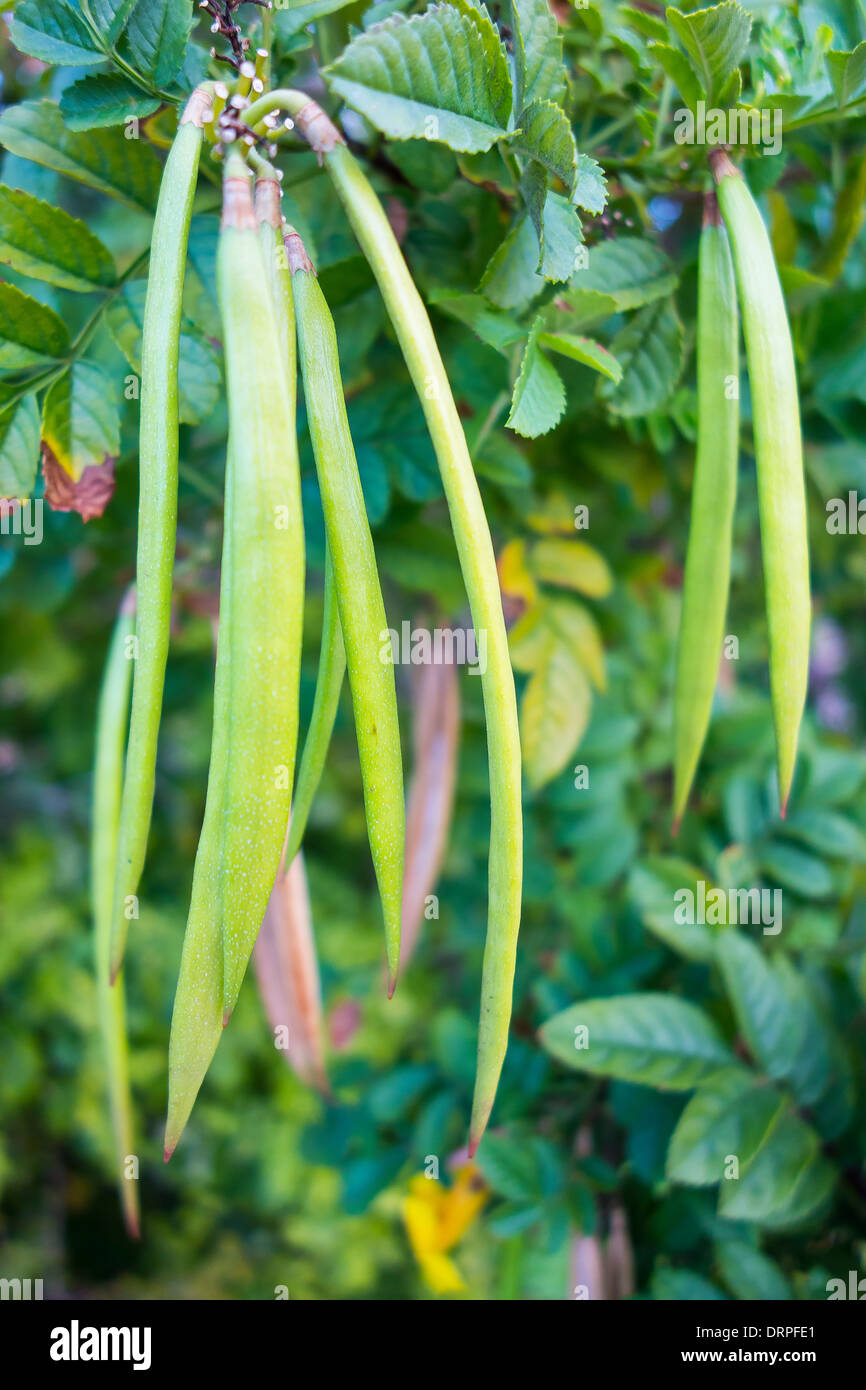 Bush with seed pods hi-res stock photography and images - Alamy