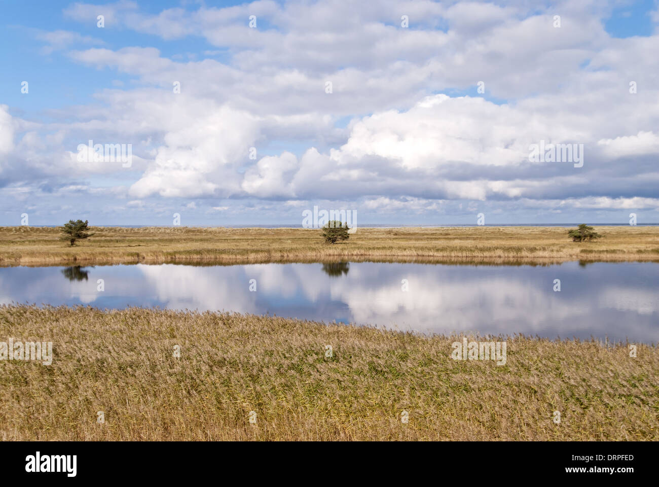 Coast of Darss, Germany Stock Photo - Alamy