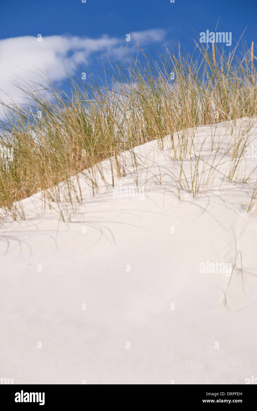 Darss germany hi-res stock photography and images - Alamy