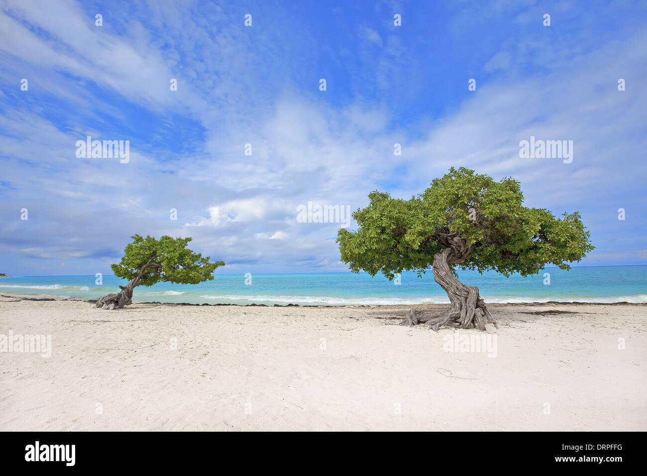 Divi divi tree with blue water hi-res stock photography and images - Alamy