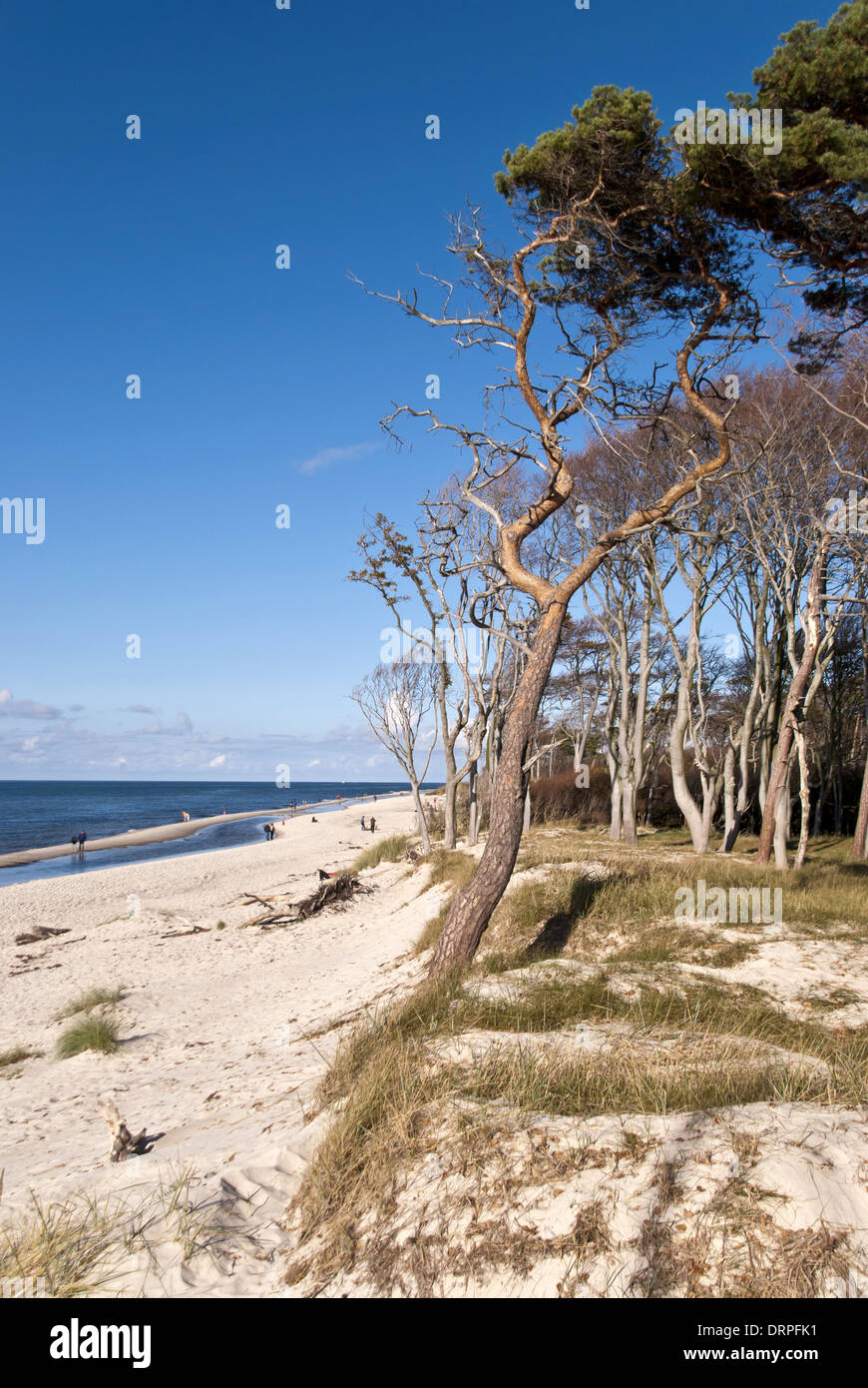 Beach of darss, Germany Stock Photo - Alamy