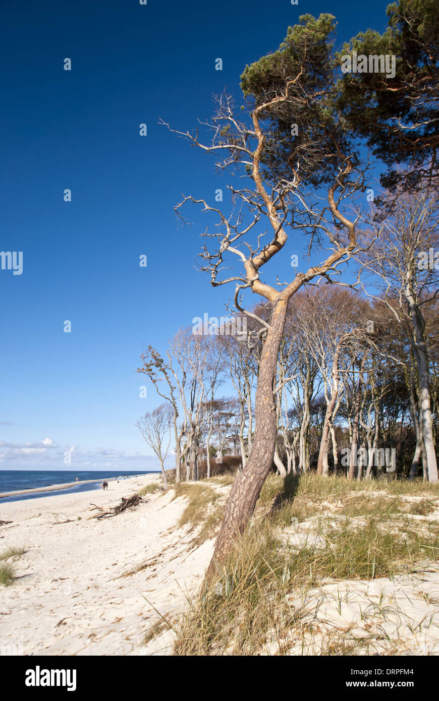 Beach of darss, Germany Stock Photo - Alamy