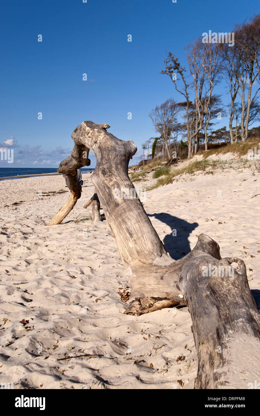 Darss germany hi-res stock photography and images - Alamy