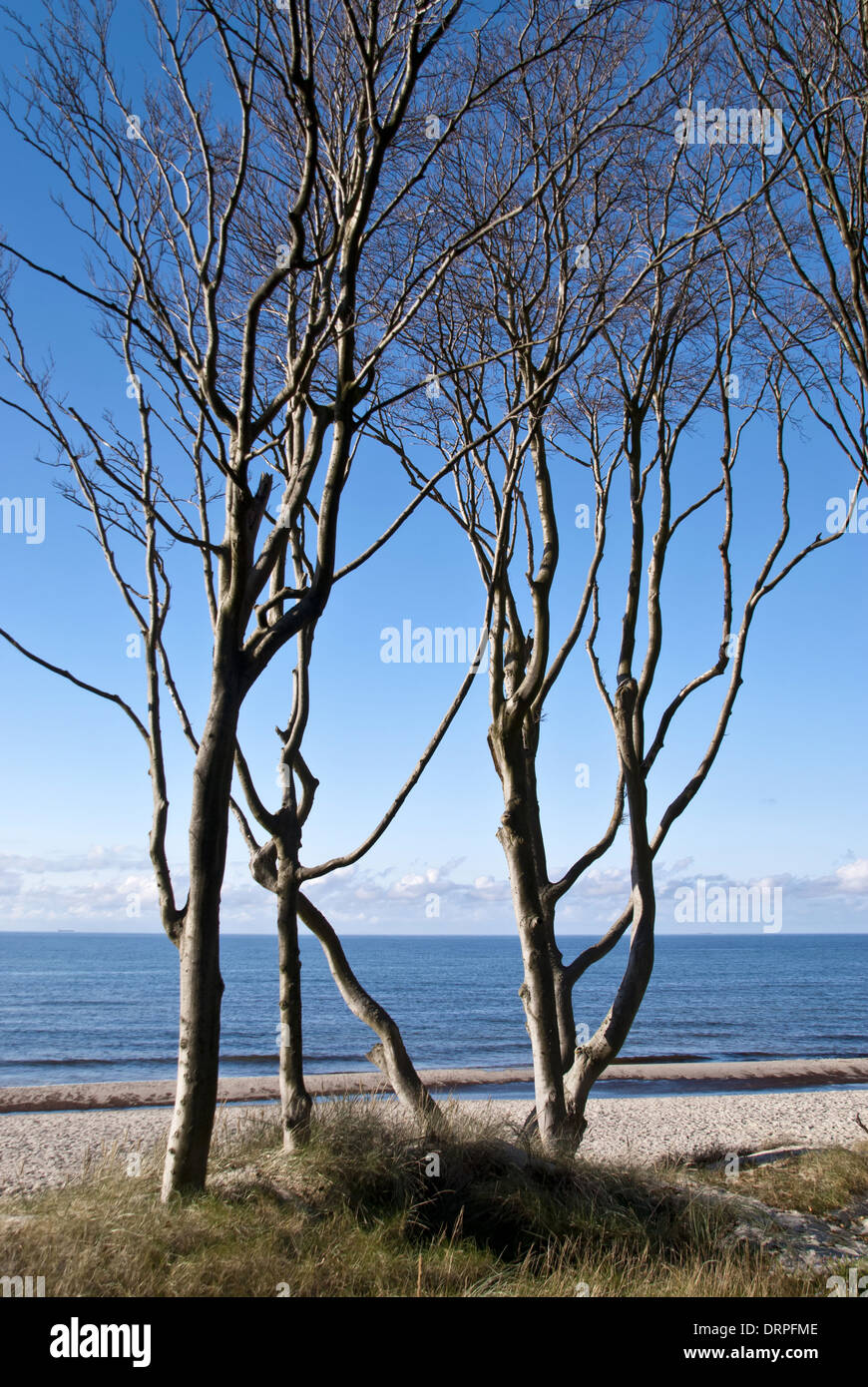 Beach of darss, Germany Stock Photo - Alamy