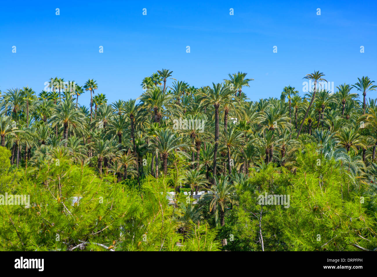 Elche Elx Alicante el Palmeral Park with many palm trees in Valencian ...