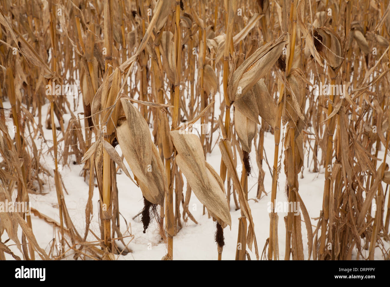 Standing crop hi-res stock photography and images - Alamy