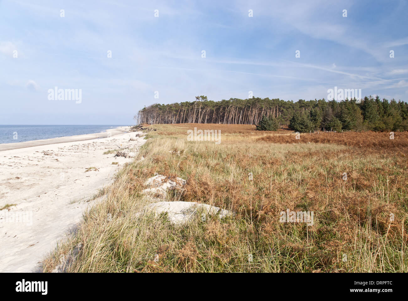 Beach of Darss - Weststrand Stock Photo - Alamy