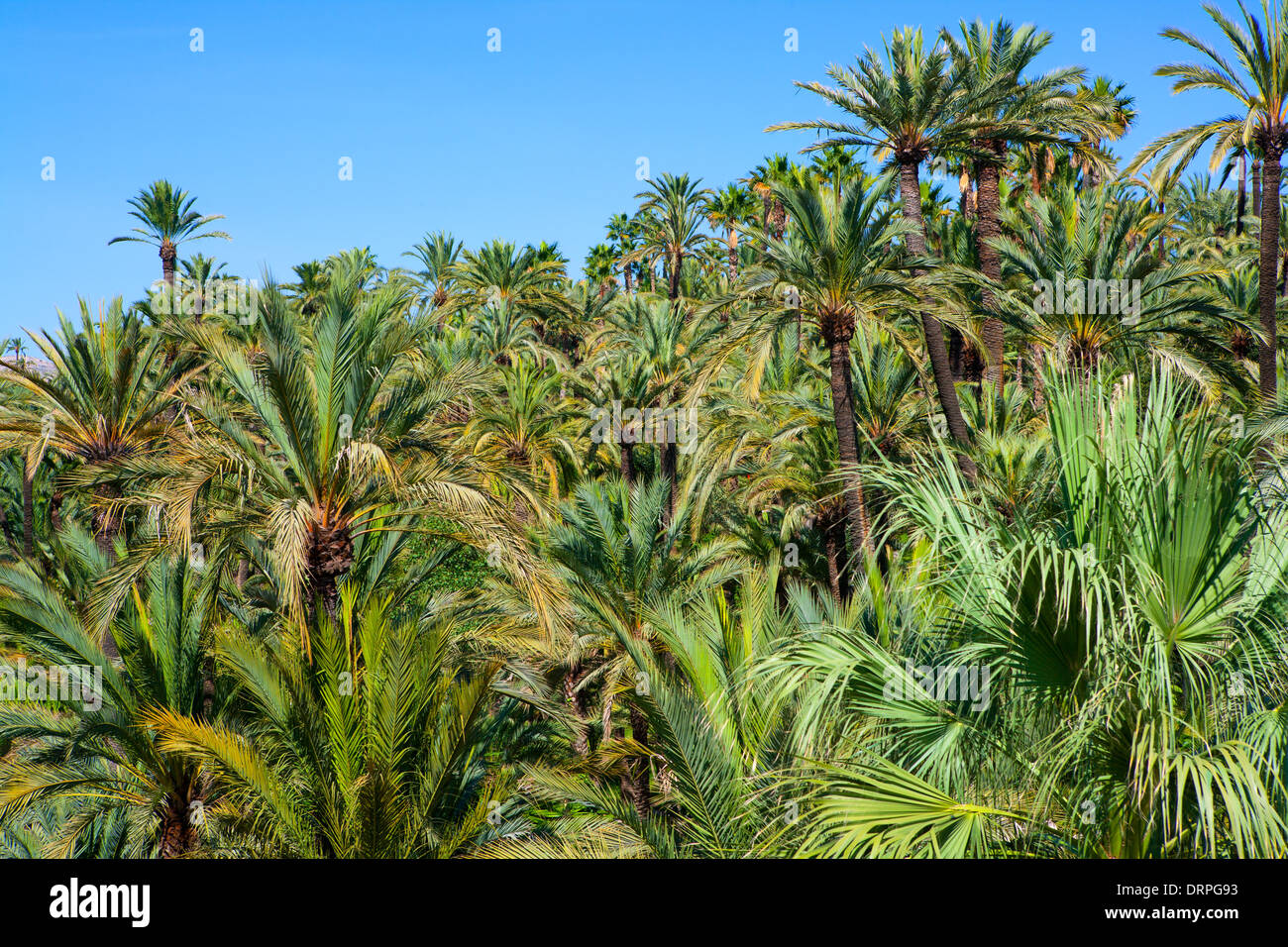 Elche Elx Alicante el Palmeral Park with many palm trees in Valencian ...