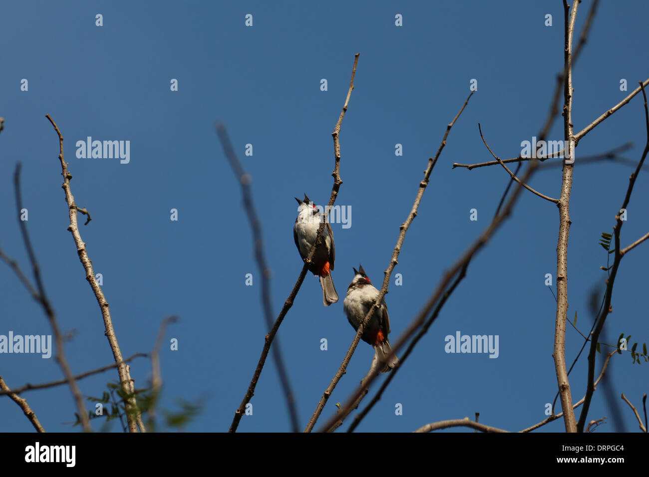 two birds sitting on a tree Stock Photo - Alamy