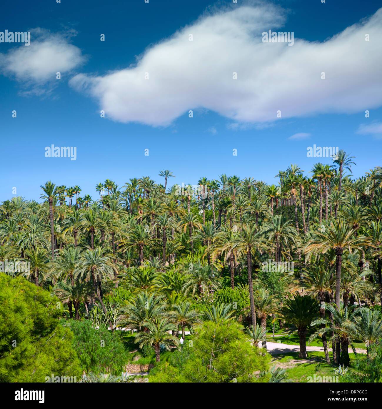 Elche Elx Alicante el Palmeral Park with many palm trees in Valencian ...