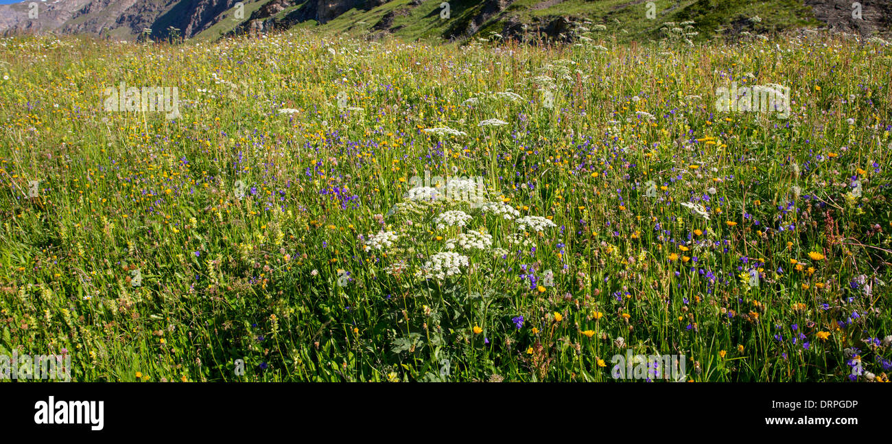 Flower meadow flowers alps alpine wildflower hi-res stock photography ...
