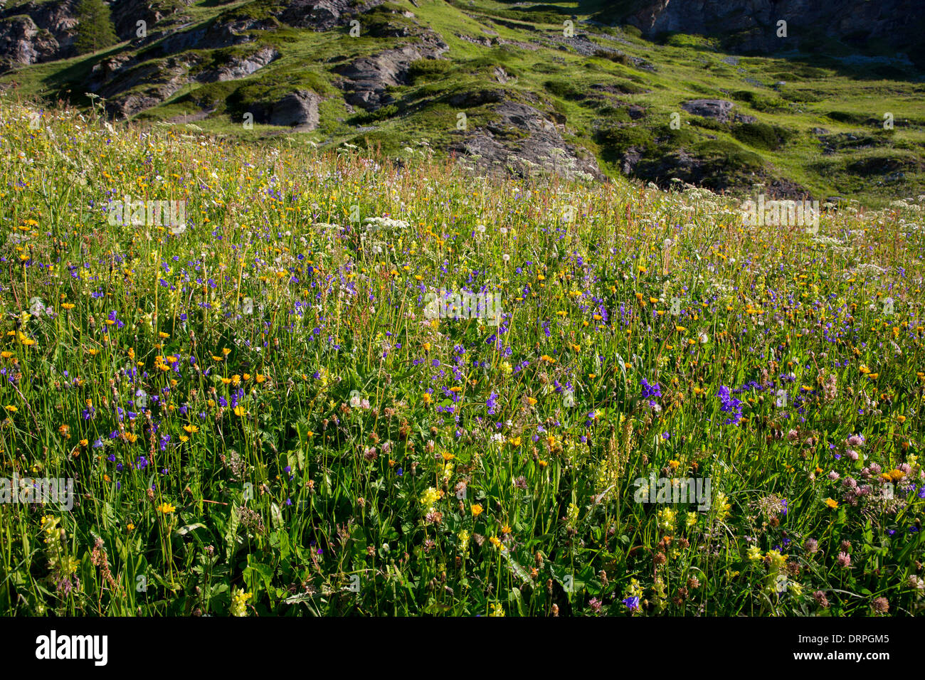 Alpine wildflower meadow in the Swiss Alps below the Matterhorn near ...