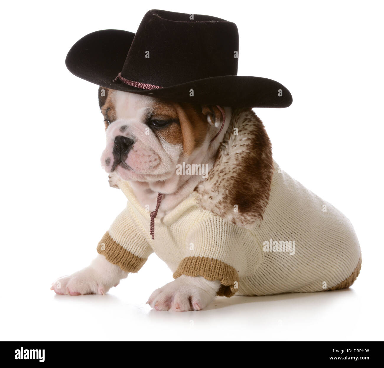 country dog - english bulldog puppy dressed up in western gear isolated ...