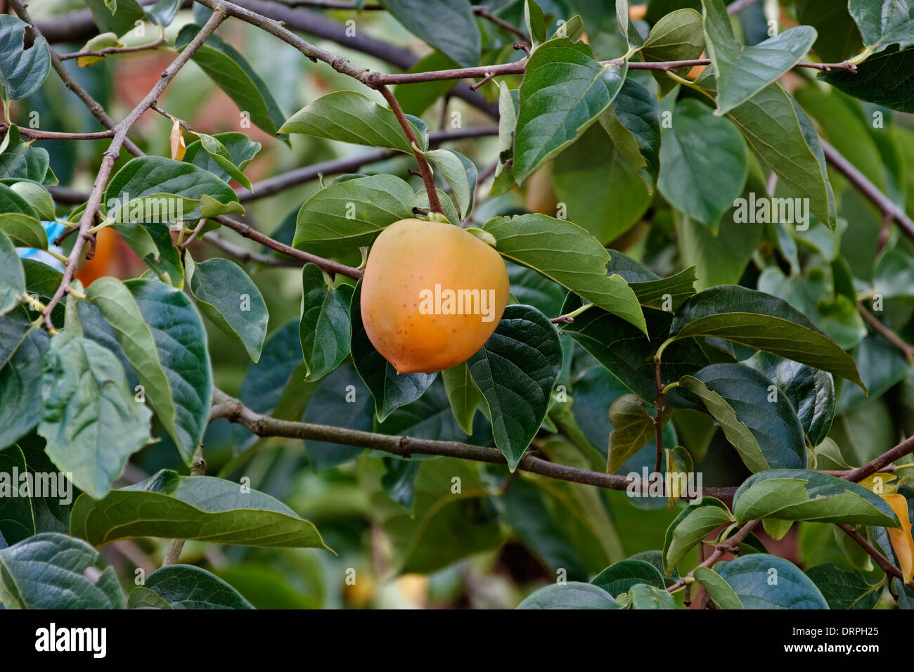 Diospyros kaki hi-res stock photography and images - Alamy